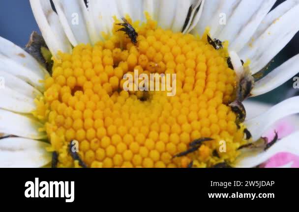 Thrips Stock Videos & Footage - HD and 4K Video Clips - Alamy