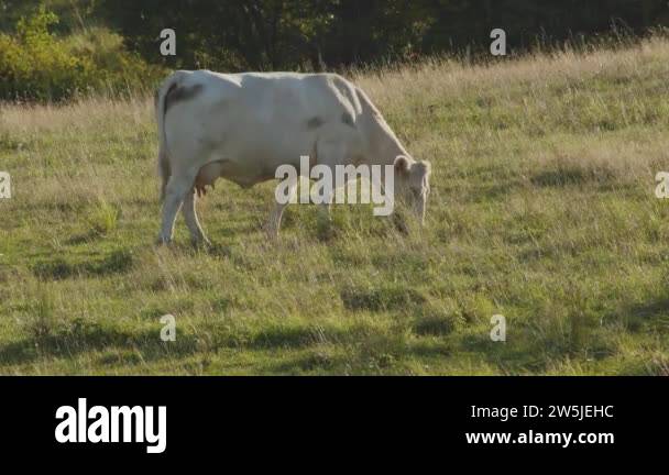 Dairy farm landscape Stock Videos & Footage - HD and 4K Video Clips - Alamy