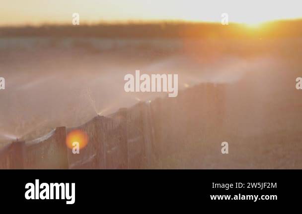 Watering process on a snail farm. Irrigation of snails with water on ...
