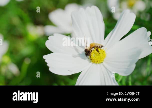Unique pollination methods Stock Videos & Footage - HD and 4K Video ...