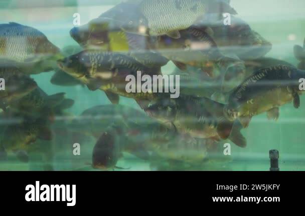 Live fish store Stock Videos & Footage - HD and 4K Video Clips - Alamy