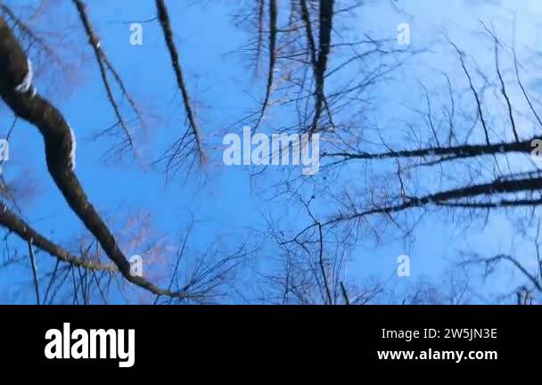 The crowns of tall trees rotate against the blue sky. Trees without ...