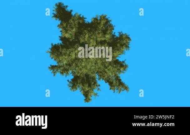 Alaska Cedar Crown Top Down Evergreen Tree is Swaying at The Wind Green ...