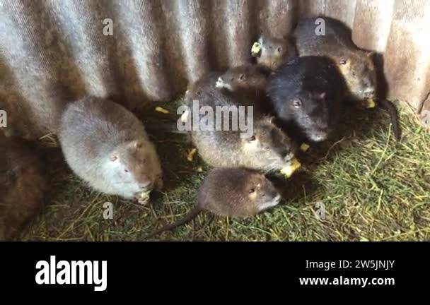 Nutria Stock Videos & Footage - HD and 4K Video Clips - Alamy