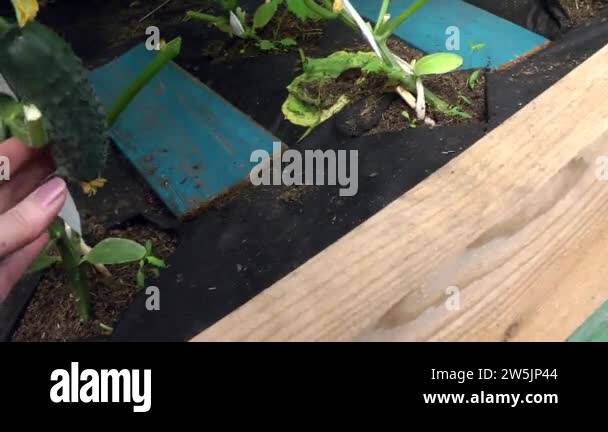 Greenhouse crop inspection Stock Videos & Footage - HD and 4K Video ...