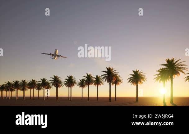 Plane coconut palm trees Stock Videos & Footage - HD and 4K Video Clips ...