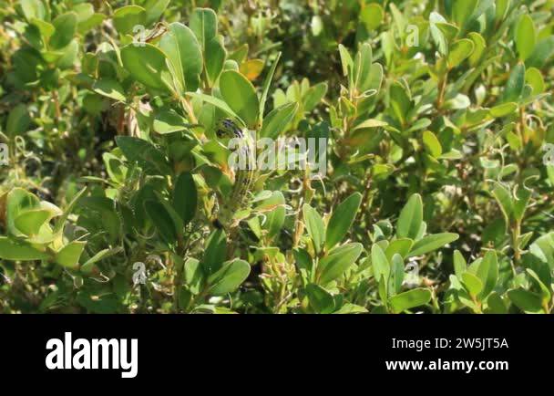 Box tree moth Stock Videos & Footage - HD and 4K Video Clips - Alamy