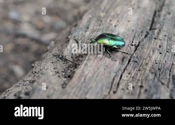 Beautiful metallic green scarab bug known as the June Beetle (Cetonia ...