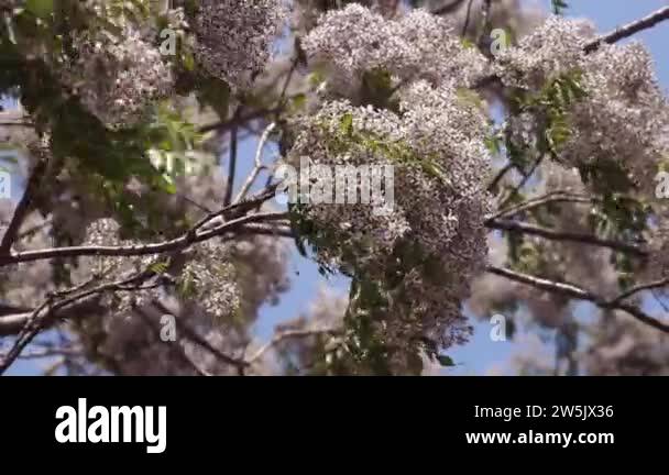 Melia tree Stock Videos & Footage - HD and 4K Video Clips - Alamy