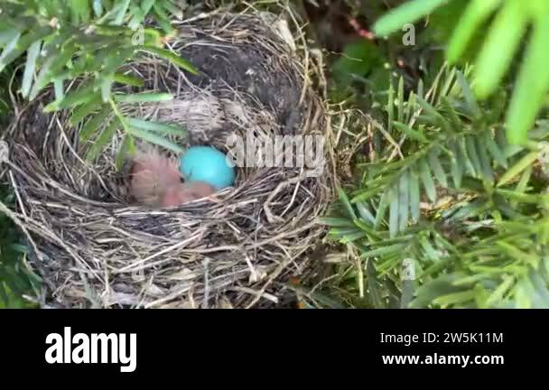 Robin baby birds hatchlings Stock Videos & Footage - HD and 4K Video ...
