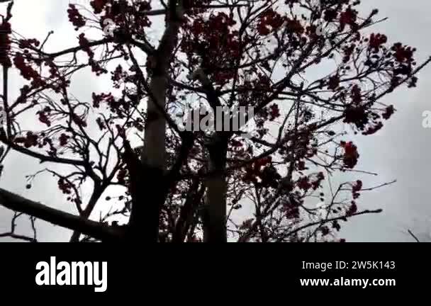 viburnum bush in winter without leaves against the background of sky ...