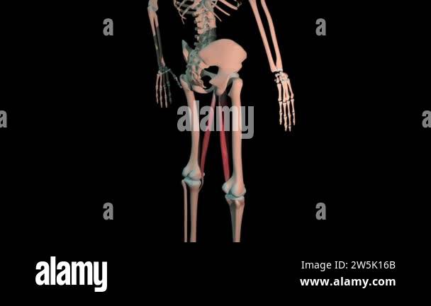This 3d animation shows the gracilis muscles in full rotation loop on ...