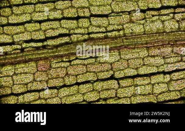 Chlorophyll microscope Stock Videos & Footage - HD and 4K Video Clips ...