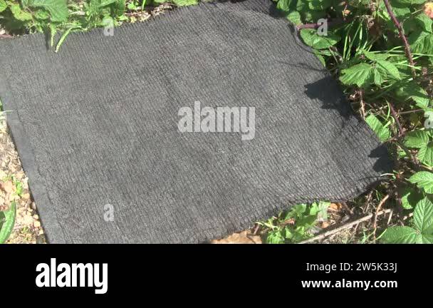 Four grass Stock Videos & Footage - HD and 4K Video Clips - Alamy