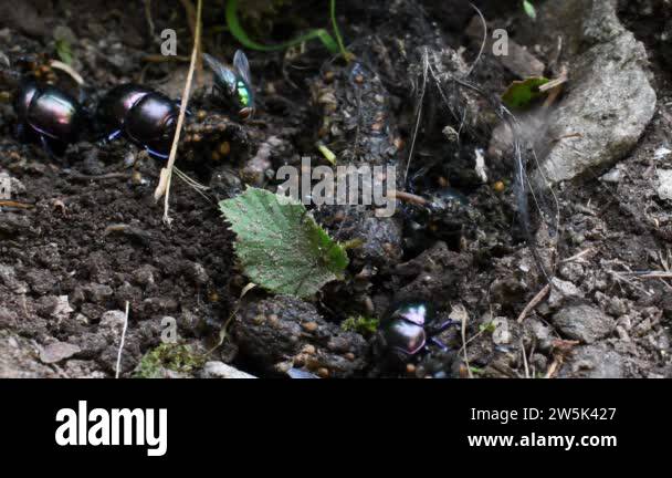 dung beetle, fly, Geotrupidae, beetles, Coleoptera, earth-boring dung ...
