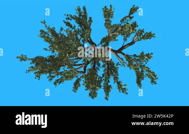 Cedar of Lebanon Crown Top Down Tree is Swaying Windy Day Green Tree ...