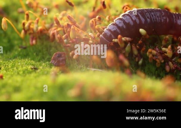 An earthworm is a terrestrial invertebrate that belongs to the class ...