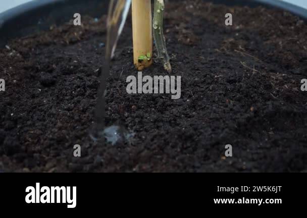 Damp community Stock Videos & Footage - HD and 4K Video Clips - Alamy