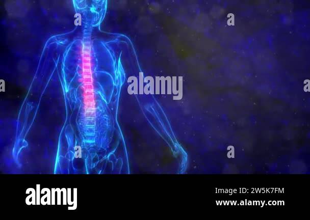 Thoracic, middle part of human spine on x-ray body - human body Stock ...