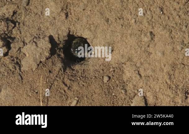 Young honey bee, hatching from an egg, peeps out of hole in ground ...