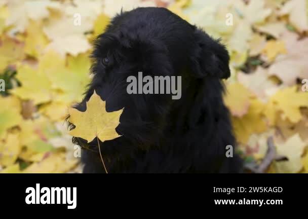 Nose leaf Stock Videos & Footage - HD and 4K Video Clips - Alamy