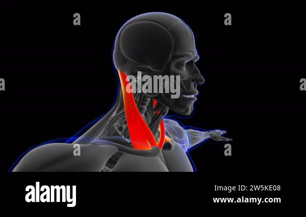 Sternocleidomastoid Muscle Anatomy For Medical Concept Loop able ...