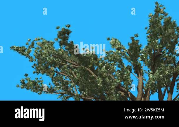 Cedar of Lebanon Top of Tree is Swaying at The Wind Green Tree Leaves ...