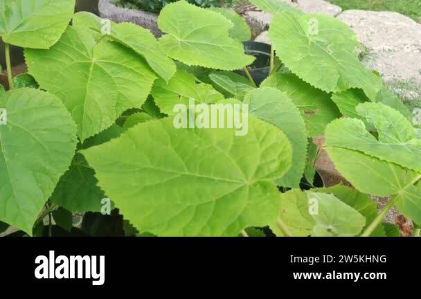 Seedlings of paulownia trees leaves close up . Paulownia Tomentosa tree ...