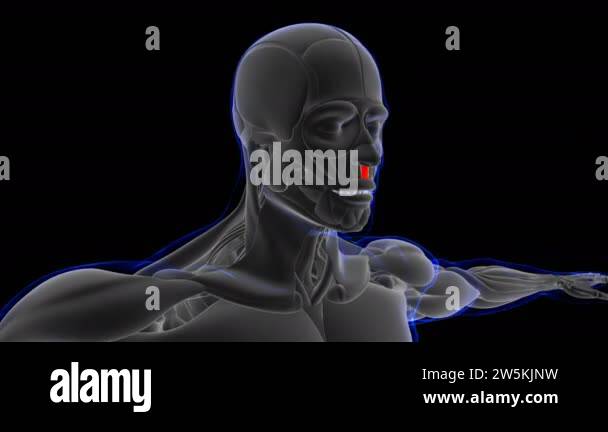 3D Illustration, Muscle is a soft tissue, Muscle cells contain proteins ...
