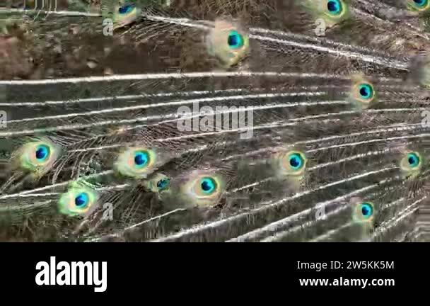 Male peafowl tail, which has very long feathers that have eye-like ...