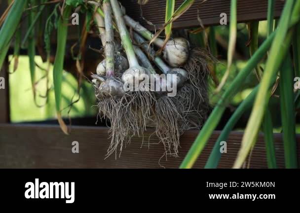 Garlic bunches Stock Videos & Footage - HD and 4K Video Clips - Alamy