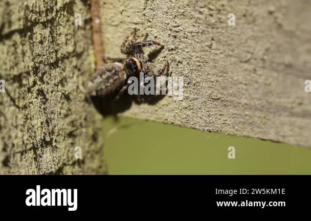 Fence post spider uk Stock Videos & Footage - HD and 4K Video Clips - Alamy