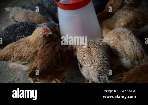 Barnyard poultry Stock Videos & Footage - HD and 4K Video Clips - Alamy