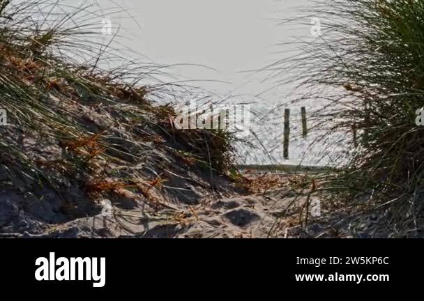 Small path through the sand dunes leading to the beach on a hot summers ...