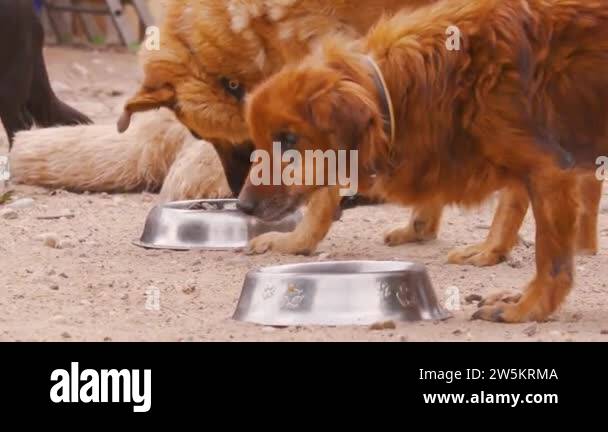 Eating food animal Stock Videos & Footage - HD and 4K Video Clips - Alamy