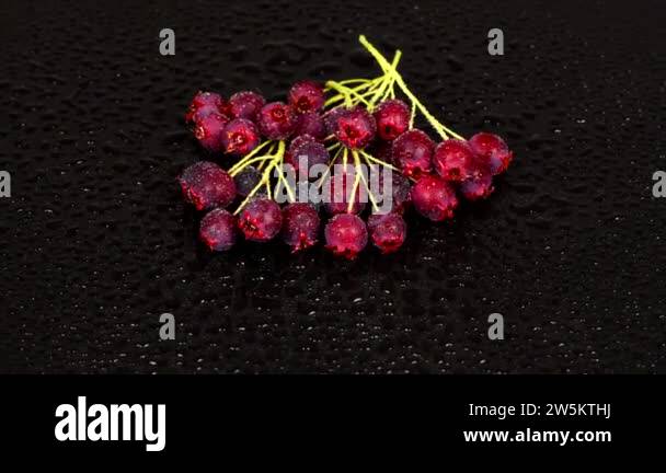 Amelanchier berries with water drops on a black background. Loop motion ...