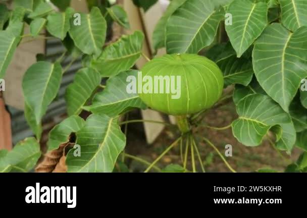footage scene of the Hura Crepitans fruit Stock Video Footage - Alamy