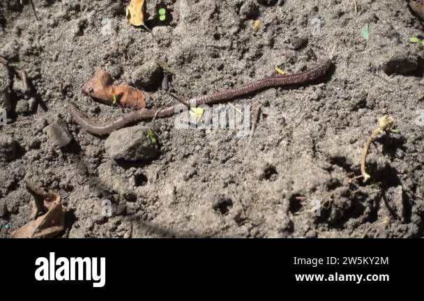 Giant red worms Stock Videos & Footage - HD and 4K Video Clips - Alamy
