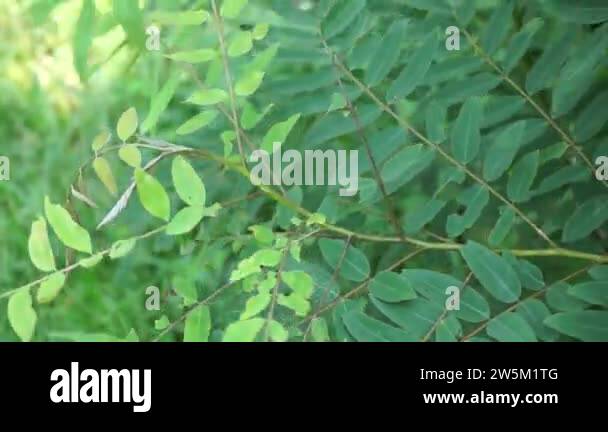 Kassod tree Stock Videos & Footage - HD and 4K Video Clips - Alamy