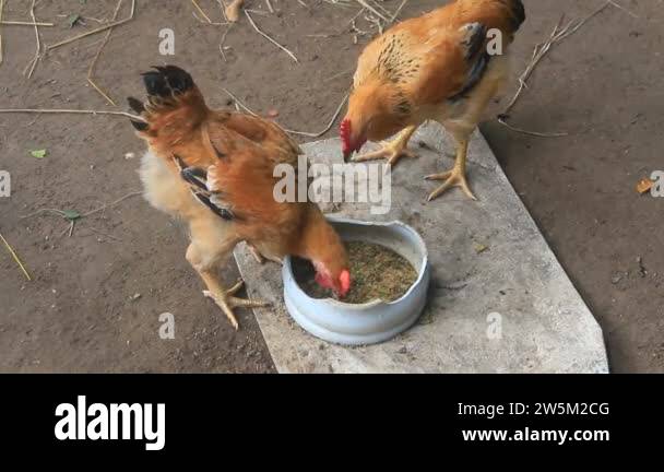 Chicken hen indigenous Stock Videos & Footage - HD and 4K Video Clips ...