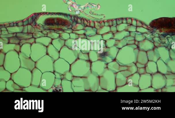 Plant under the microscope Stock Videos & Footage - HD and 4K Video ...