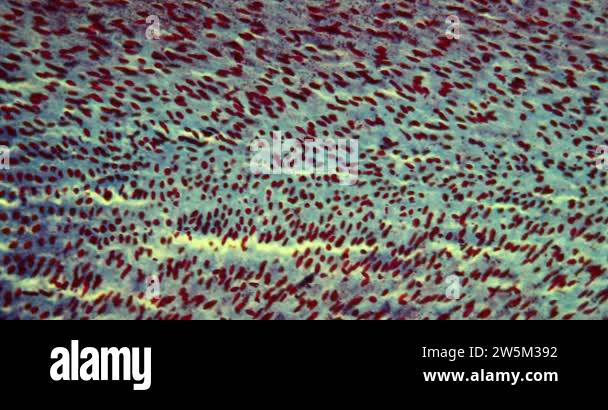 Pine embryo longitudinal section under the microscope 100x Stock Video ...