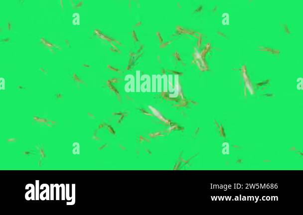3D animation featuring a swarm of thousands of locusts flying into ...