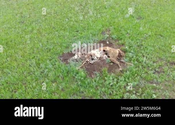 Old Dead Animal Carcass That Died Naturally in Meadow.Carrion ...