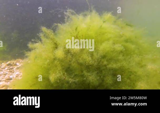 Brown algae macrophytes Cystoseira barbata and other green and red ...