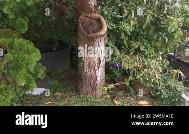 Healing tree Stock Videos & Footage - HD and 4K Video Clips - Alamy