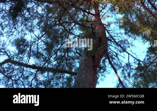 Pine trunks Stock Videos & Footage - HD and 4K Video Clips - Alamy
