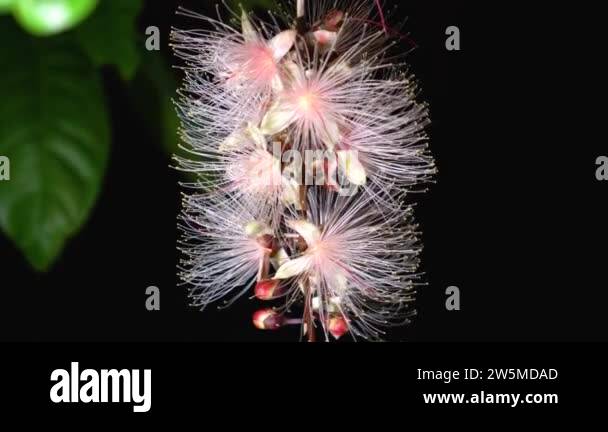Barringtonia racemosa (L.) Spreng. Freshwater mangrove, Cornbeefwood ...