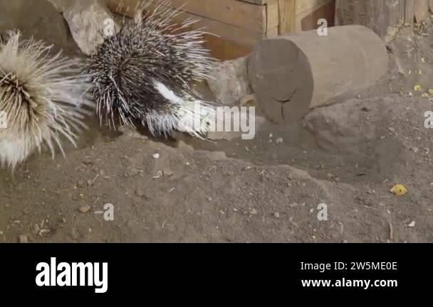 Wild animals pyramid Stock Videos & Footage - HD and 4K Video Clips - Alamy