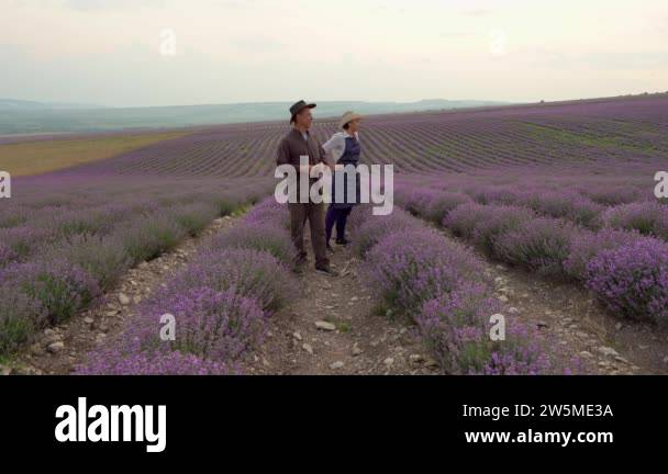 Lavender Farming. Industrial cultivation of lavender for the production ...